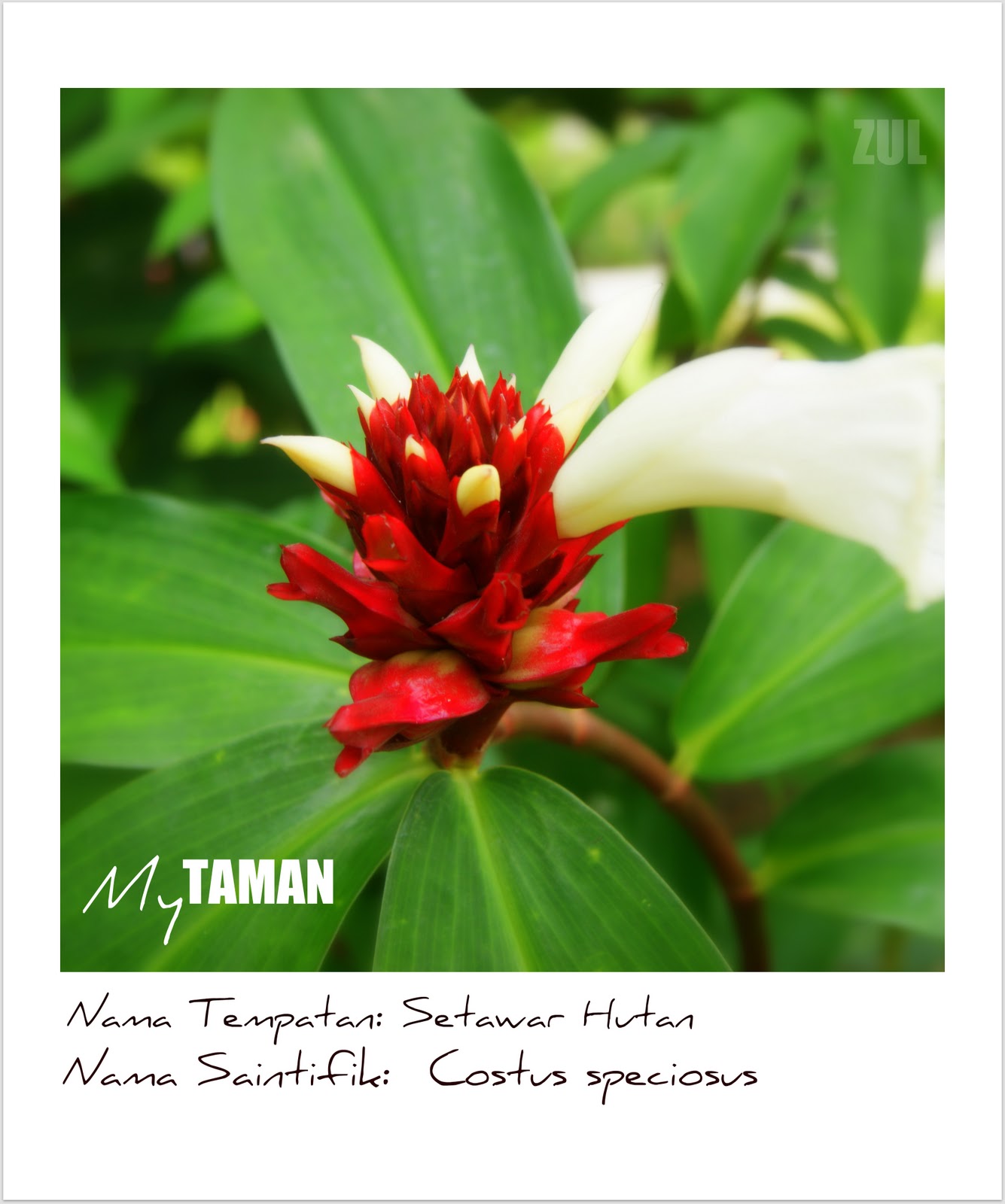 MyTaman: Setawar Hutan - Costus sp.