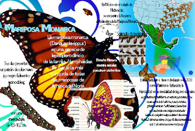 MonjowNEWS: INFOGRAFÍA MARIPOSA MONARCA