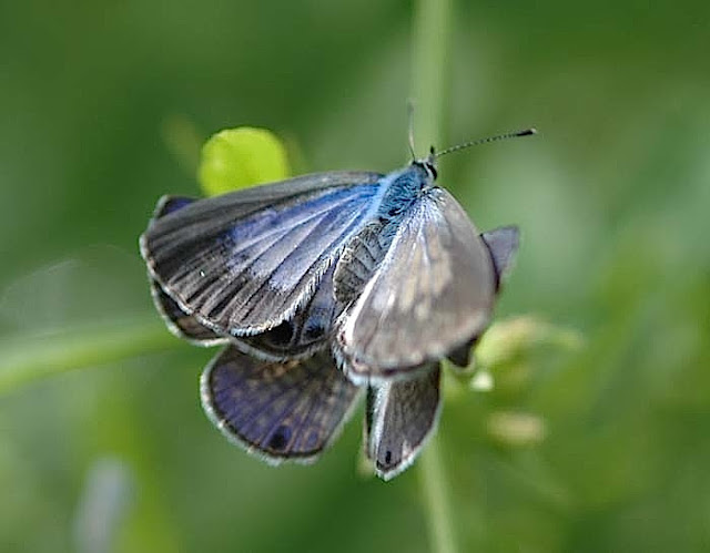 Field Biology in Southeastern Ohio: Butterflies