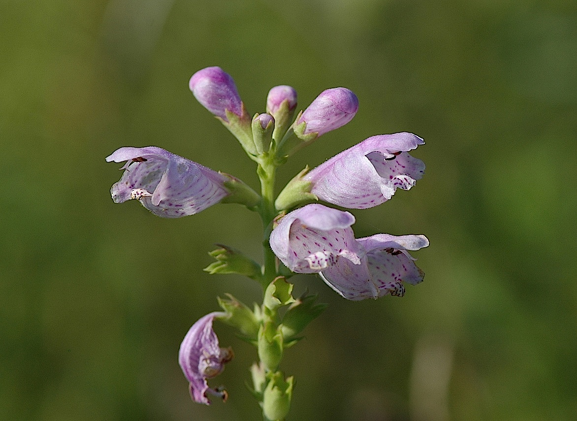 Field Biology in Southeastern Ohio: While Walking Wakeena Wetlands ...