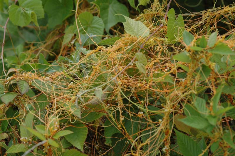 Field Biology in Southeastern Ohio: Keep Your Hands Off My Dodder!