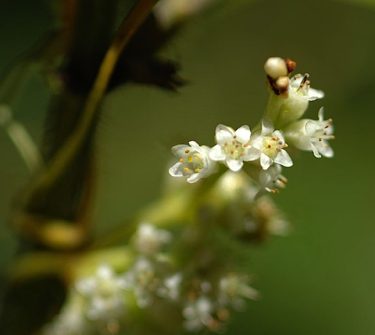 Field Biology in Southeastern Ohio: Keep Your Hands Off My Dodder!