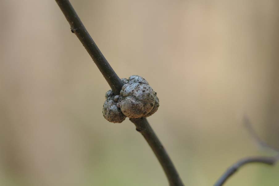 Field Biology in Southeastern Ohio: That took a lot of GALL