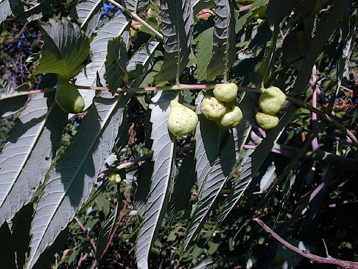 Field Biology in Southeastern Ohio: That took a lot of GALL