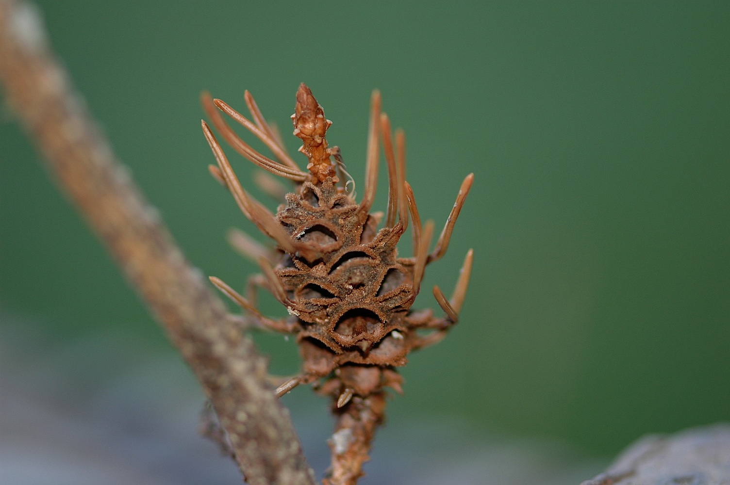 Field Biology in Southeastern Ohio: That took a lot of GALL