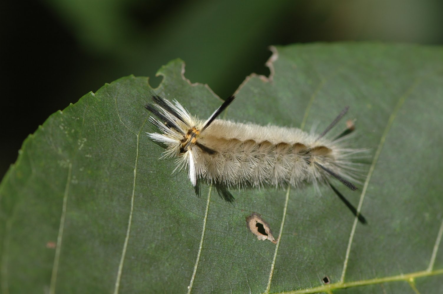 Field Biology in Southeastern Ohio: Clear Creek Caterpillars & other ...