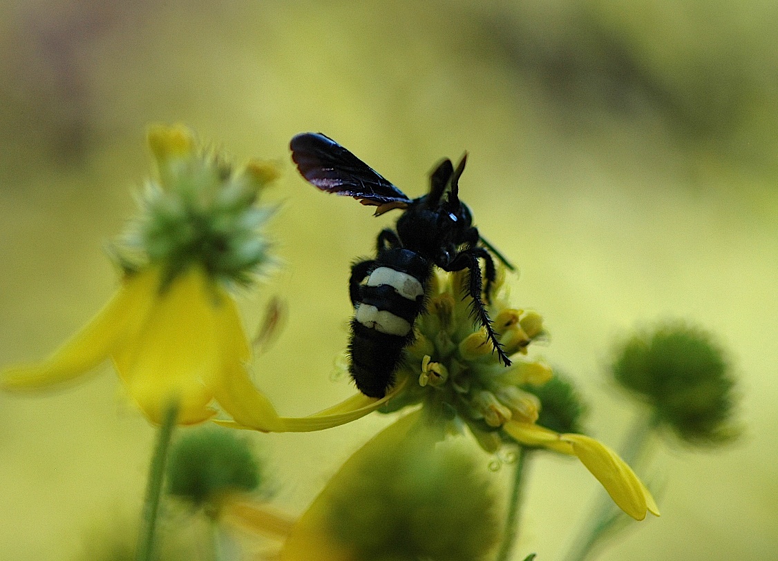 Field Biology in Southeastern Ohio: Clear Creek Caterpillars & other ...