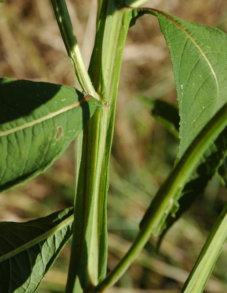 Field Biology in Southeastern Ohio: Sunflowers, Coneflowers, and DYC's ...