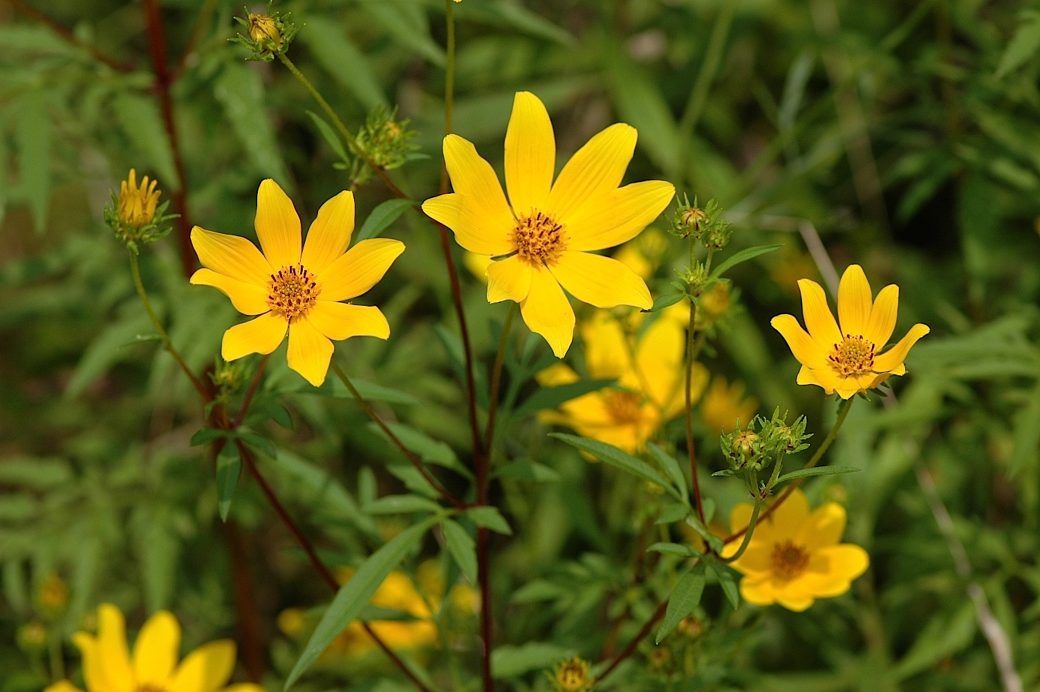 Field Biology in Southeastern Ohio: Coneflowers, Sunflowers (part2)