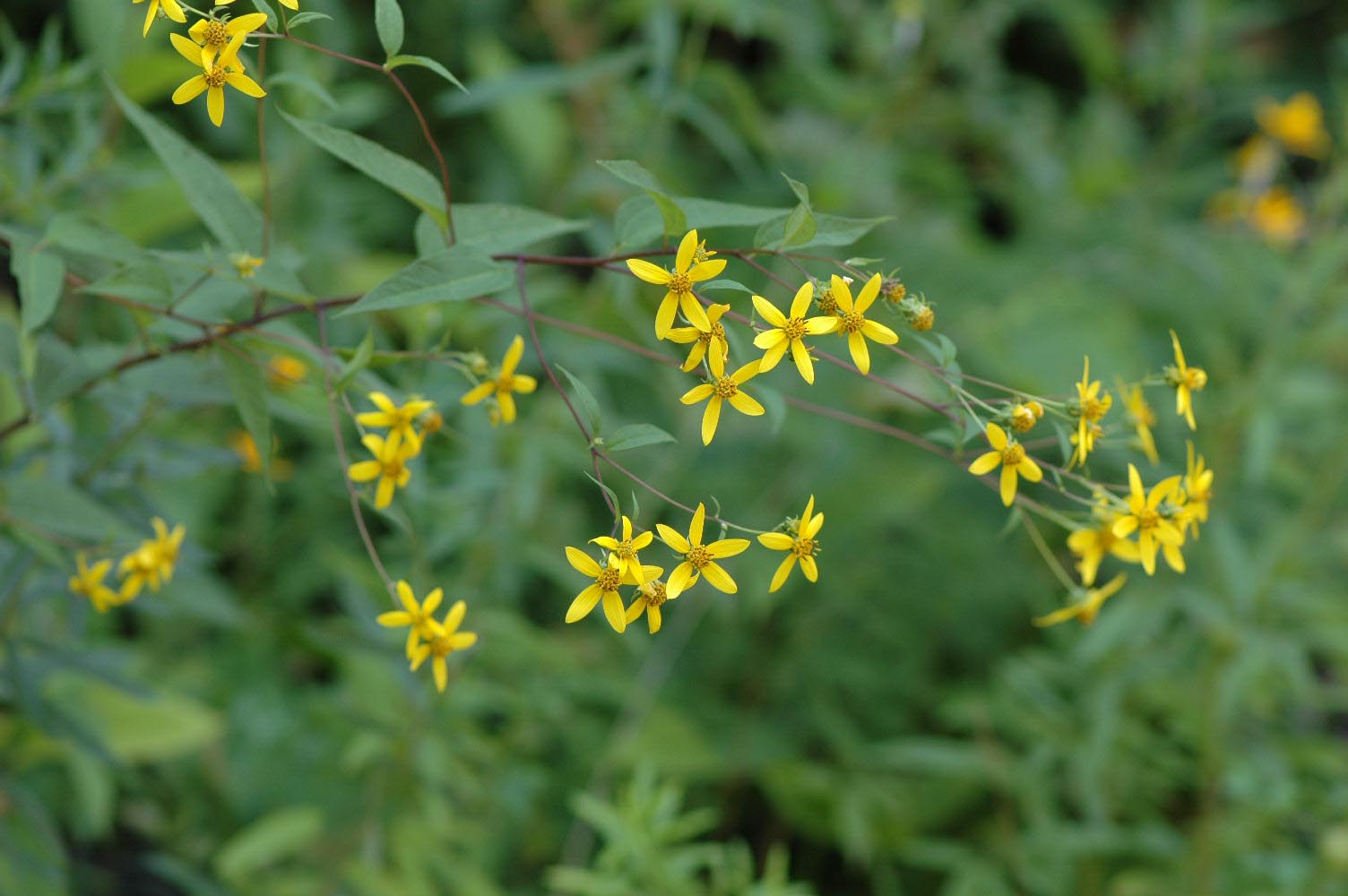 Field Biology in Southeastern Ohio: Coneflowers, Sunflowers (part2)