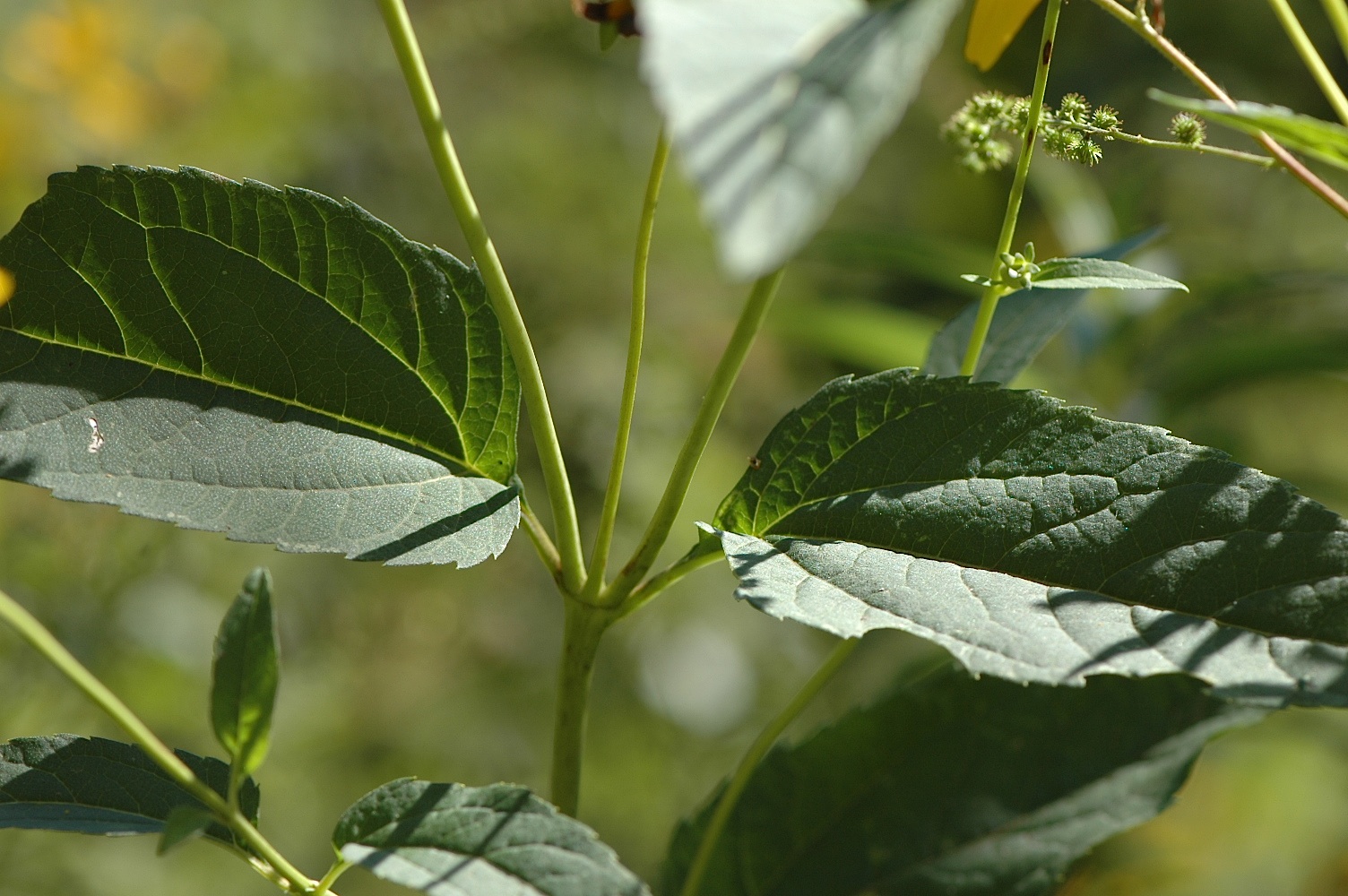 Field Biology in Southeastern Ohio: Coneflowers, Sunflowers (part2)
