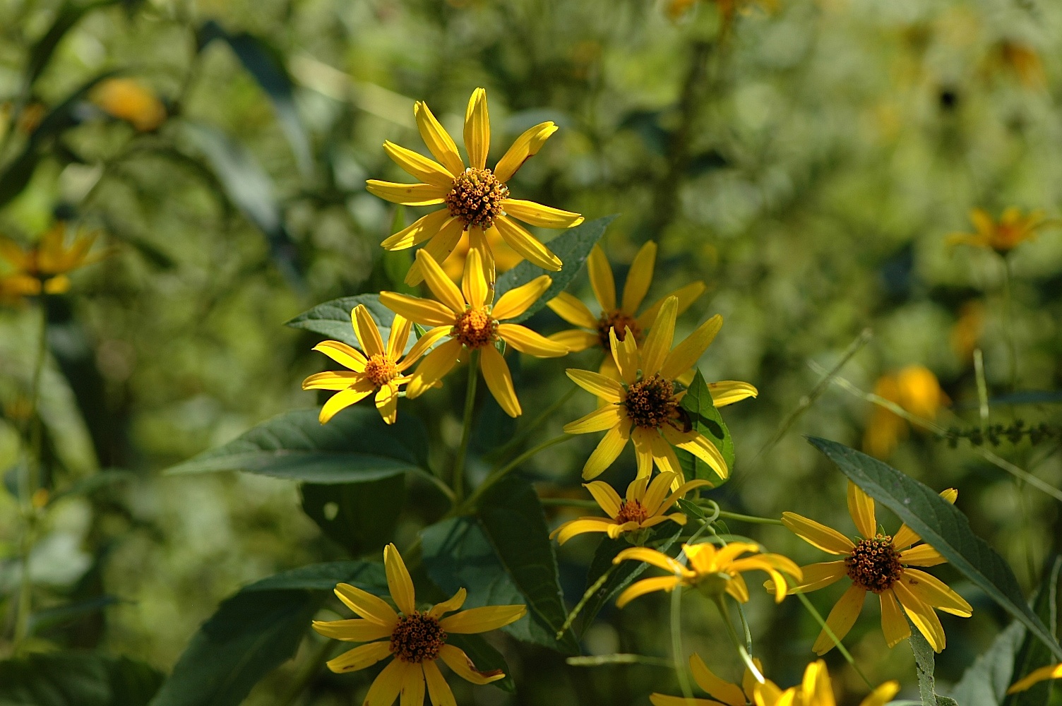 Field Biology in Southeastern Ohio: Coneflowers, Sunflowers (part2)