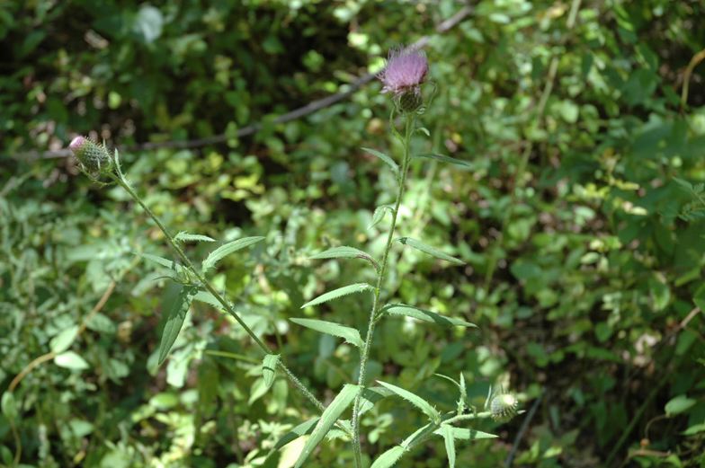 Field Biology in Southeastern Ohio: Thistles do not tickle