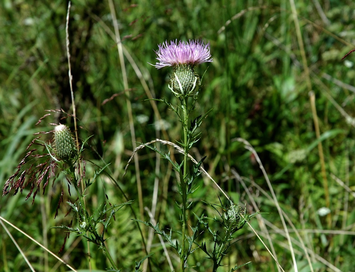 Field Biology in Southeastern Ohio: Thistles do not tickle