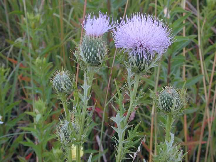 Field Biology in Southeastern Ohio: Thistles do not tickle