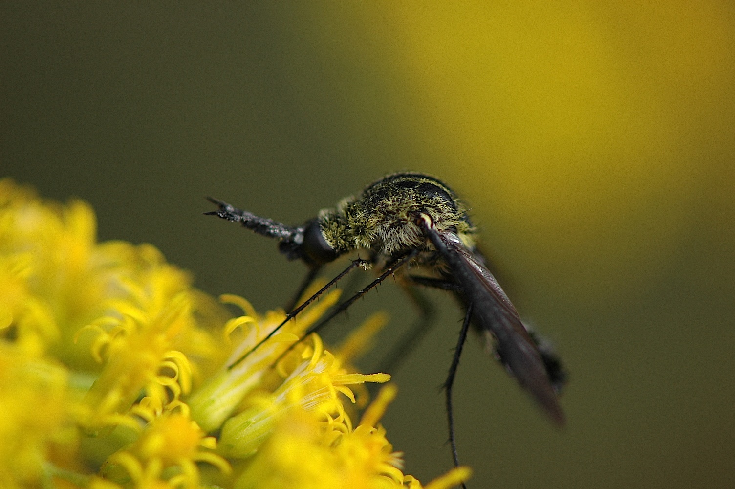 Field Biology in Southeastern Ohio: Zaleski Wetlands