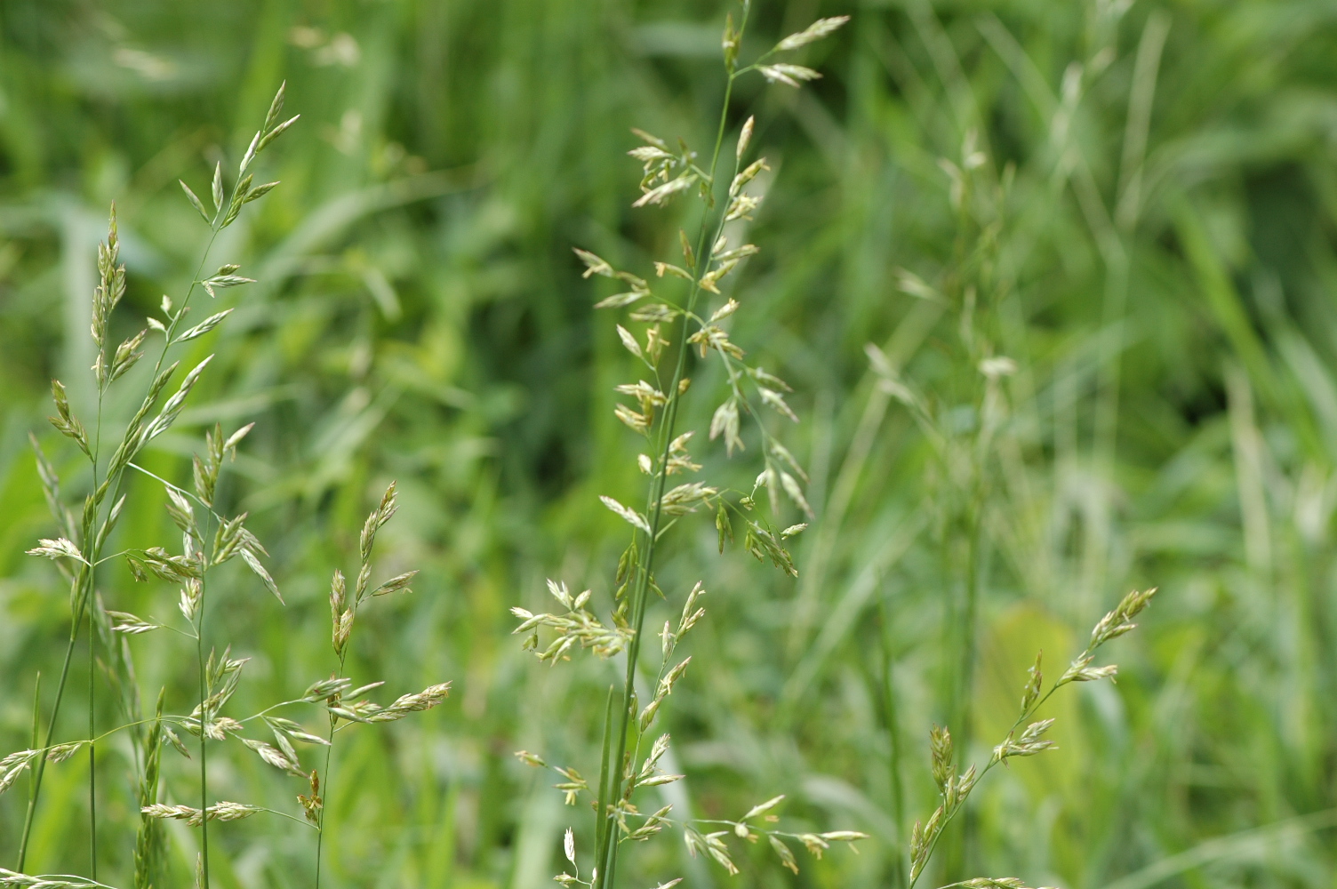 Field Biology in Southeastern Ohio: Pass The Grass