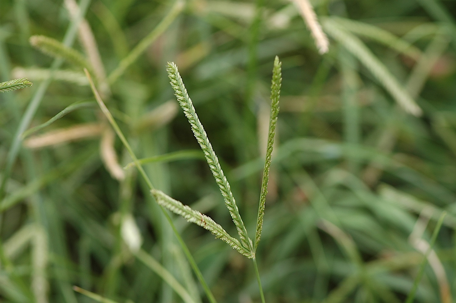 Field Biology in Southeastern Ohio: Pass The Grass