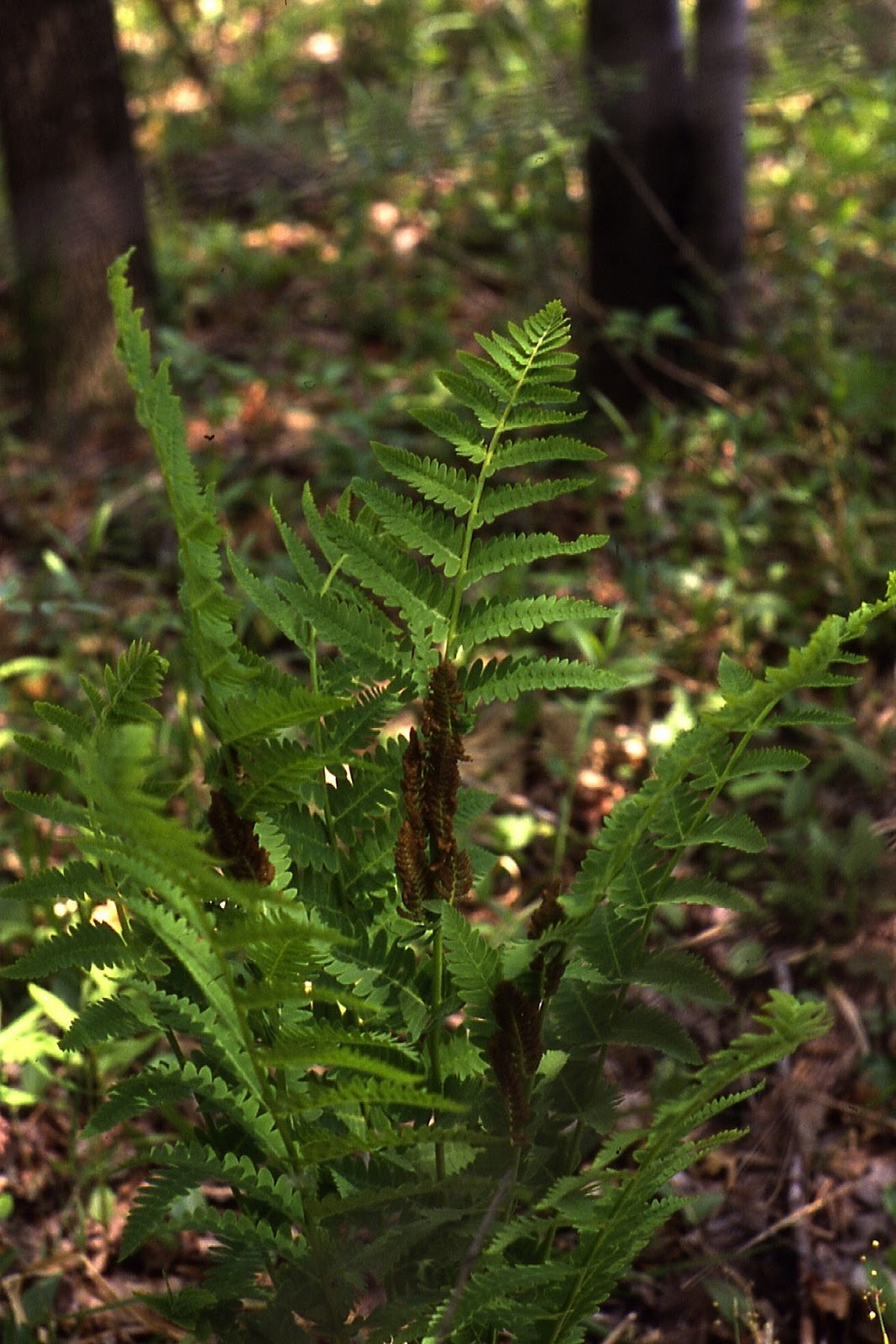 Field Biology in Southeastern Ohio: A Few Ferns