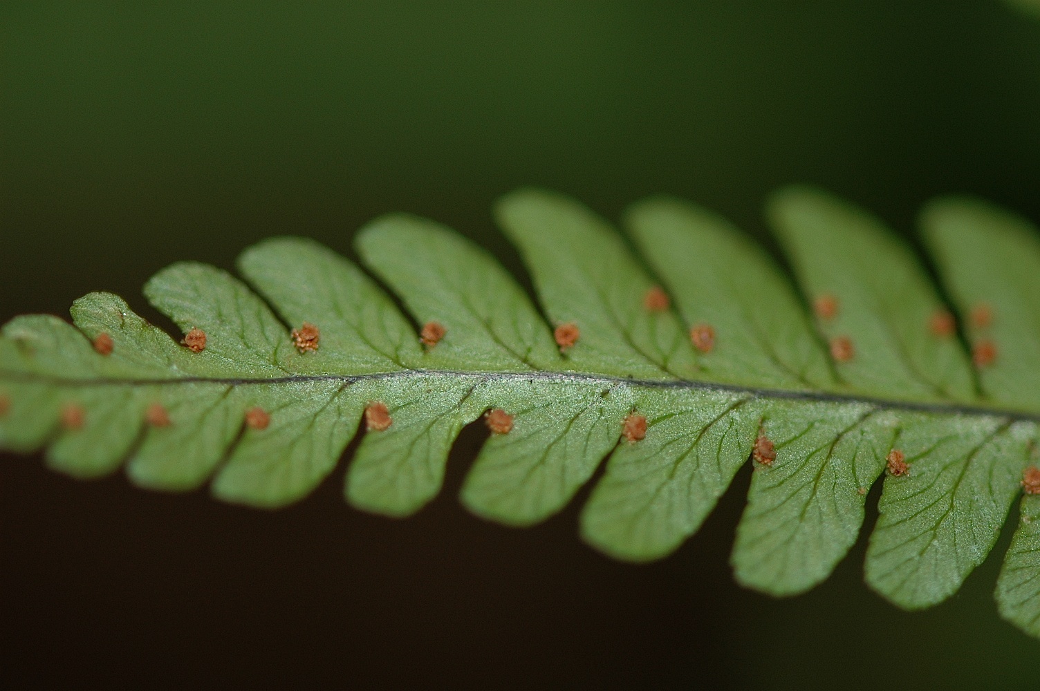Field Biology in Southeastern Ohio: A Few Ferns