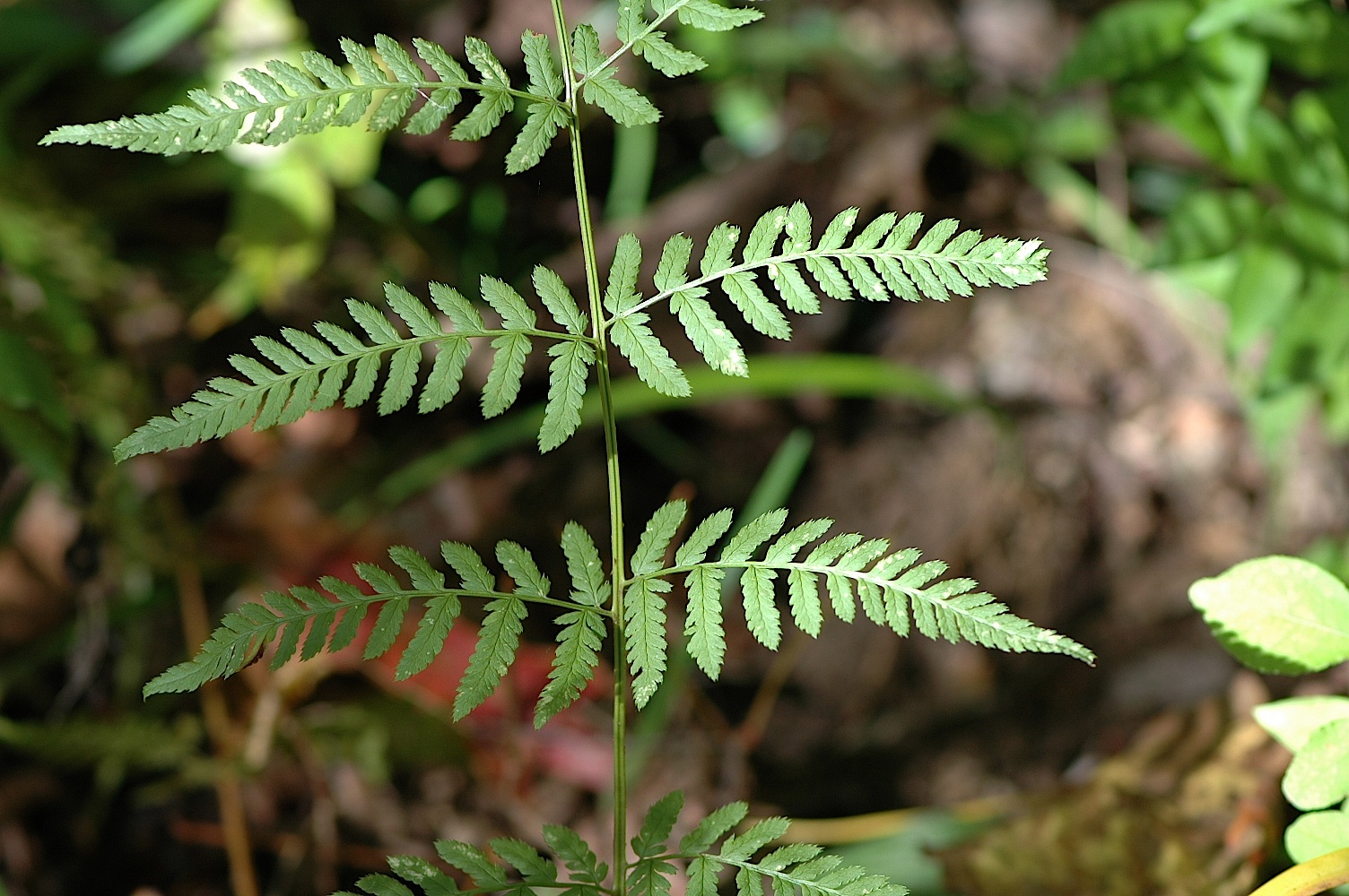 Field Biology in Southeastern Ohio: A Few Ferns
