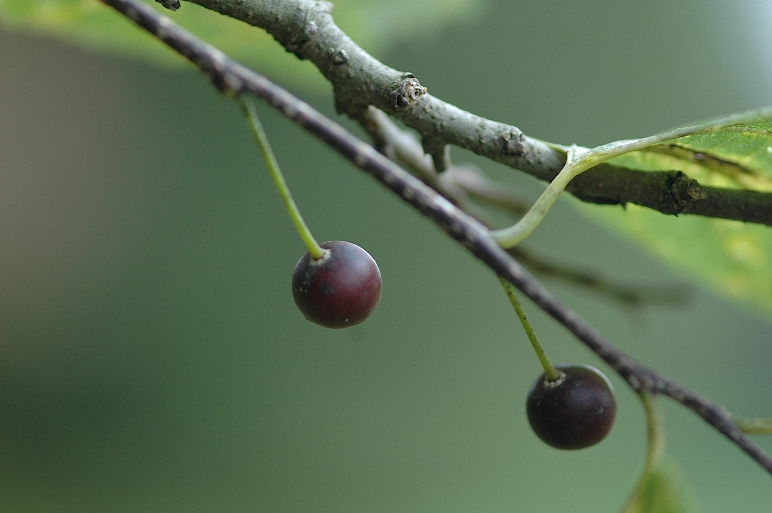 Field Biology in Southeastern Ohio: A Fall Fruit Free-For-All