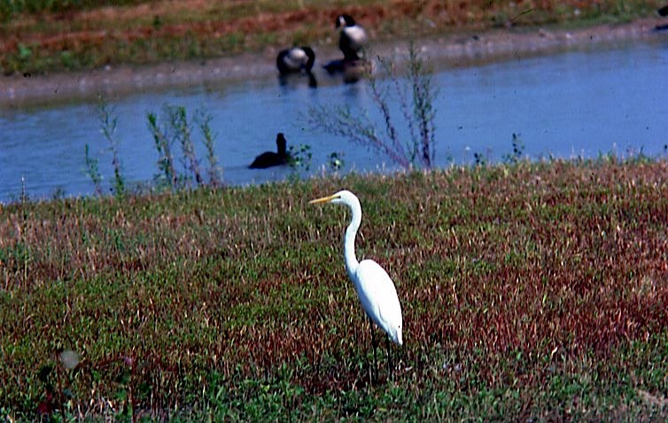 Field Biology in Southeastern Ohio: Water Birds and Waders