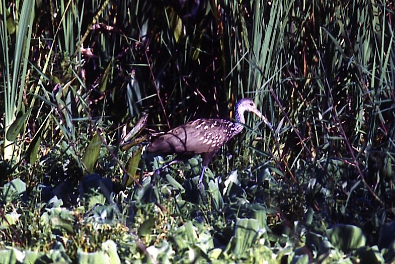 Field Biology in Southeastern Ohio: Water Birds and Waders