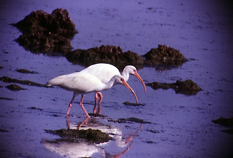 Names Of White Water Birds