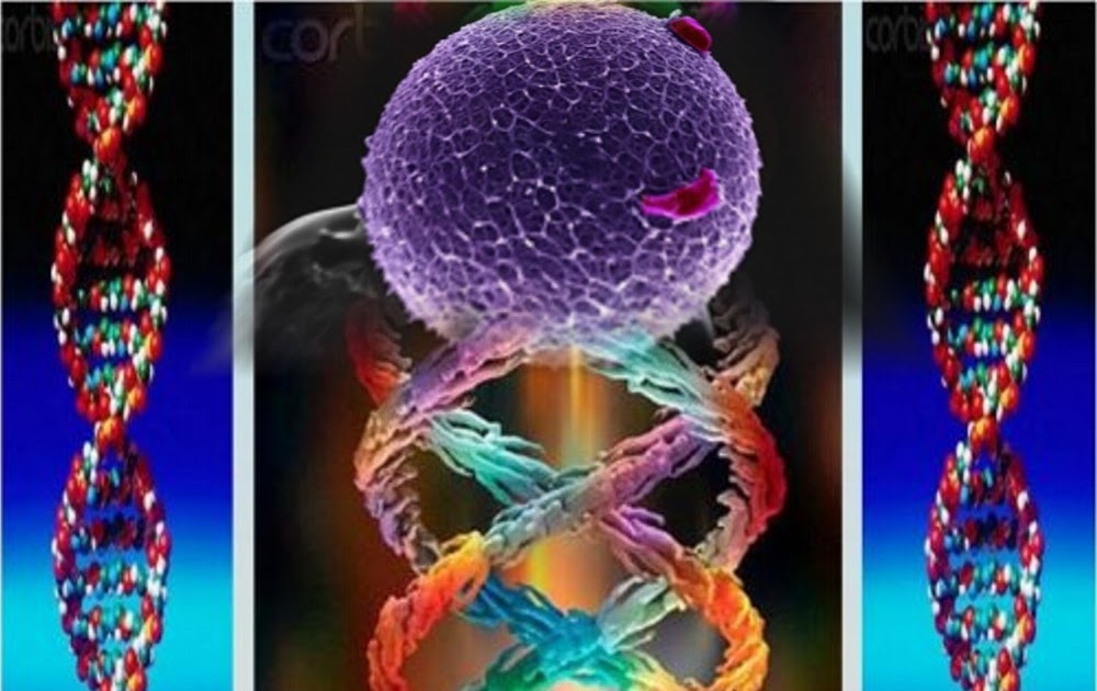 EJEMPLO DE ADN RECOMBINANTE EN LA NATURALEZA Y EJEMPLO DE ADN ...