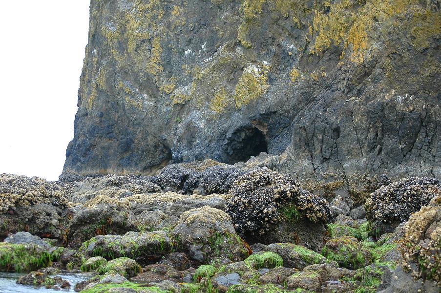 OTIS (Odd Things I've Seen): Haystack Rock