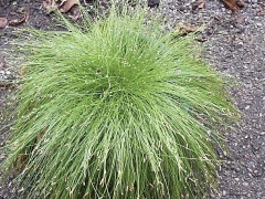 Gardening & Plants: FIBER OPTIC GRASS PLANT - LIVE WIRE - UNIQUE ORNAMENTAL
