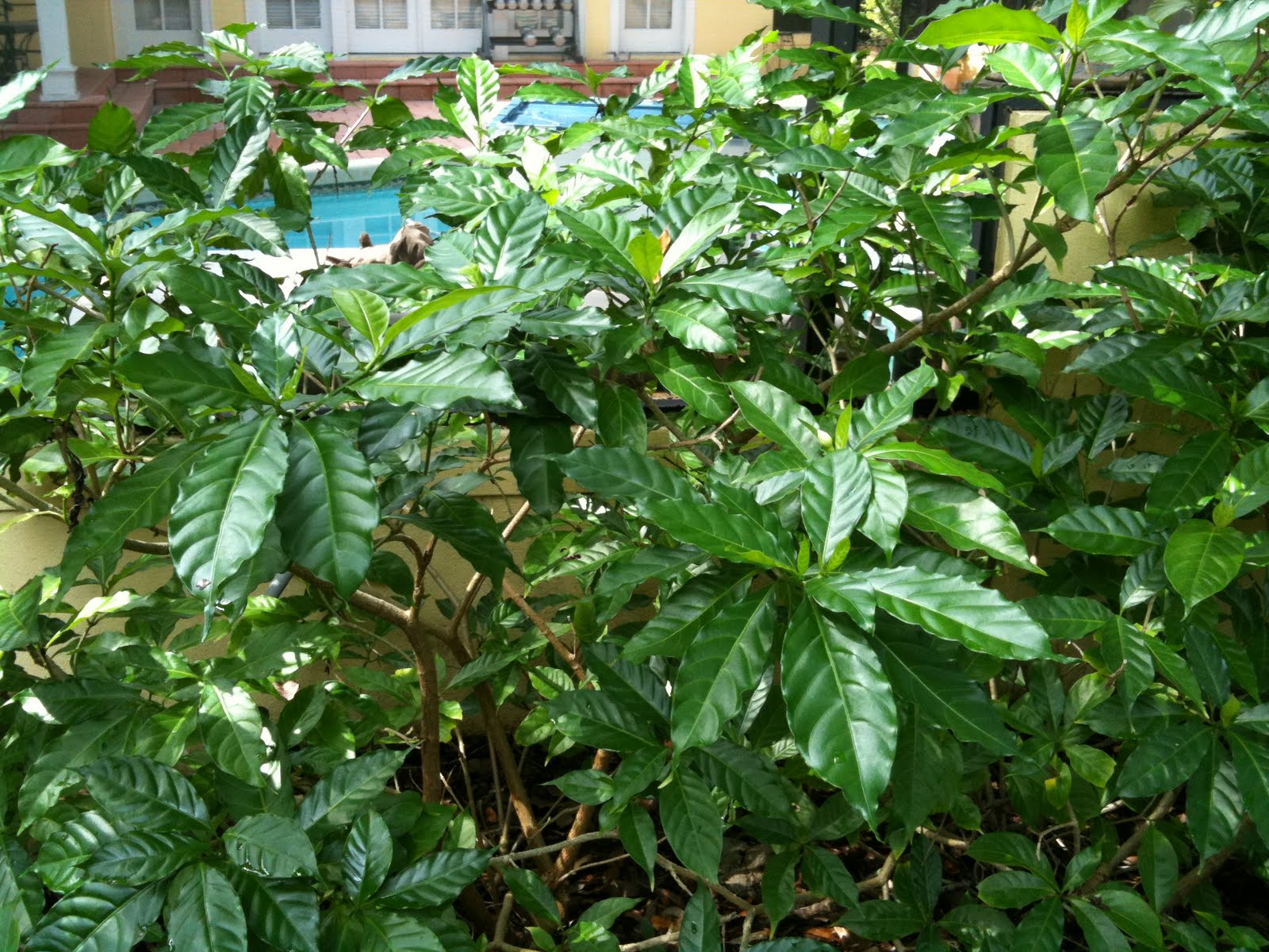 Plant Smart: Pinwheel Jasmine