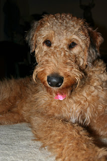 The Griffindale Three Dog Blog