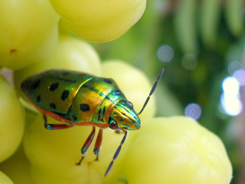 Bug Out Service: 5 Beautiful Bug Photographs From Flickr