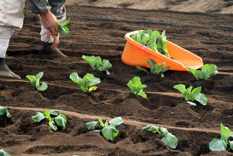 Here and There Japan: Transplanting