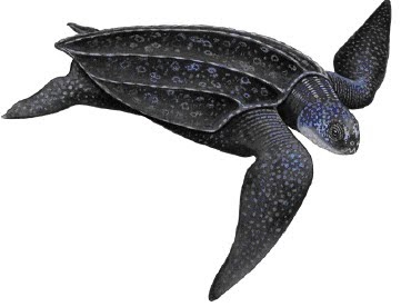 JENIS DAN MORFOLOGI PENYU LAUT | Referensi dan Informasi tentang dunia ...