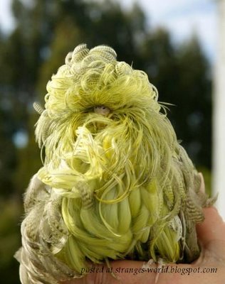 ! Most Weird And Gorgeous Bird Ever | tak lawak pun?!