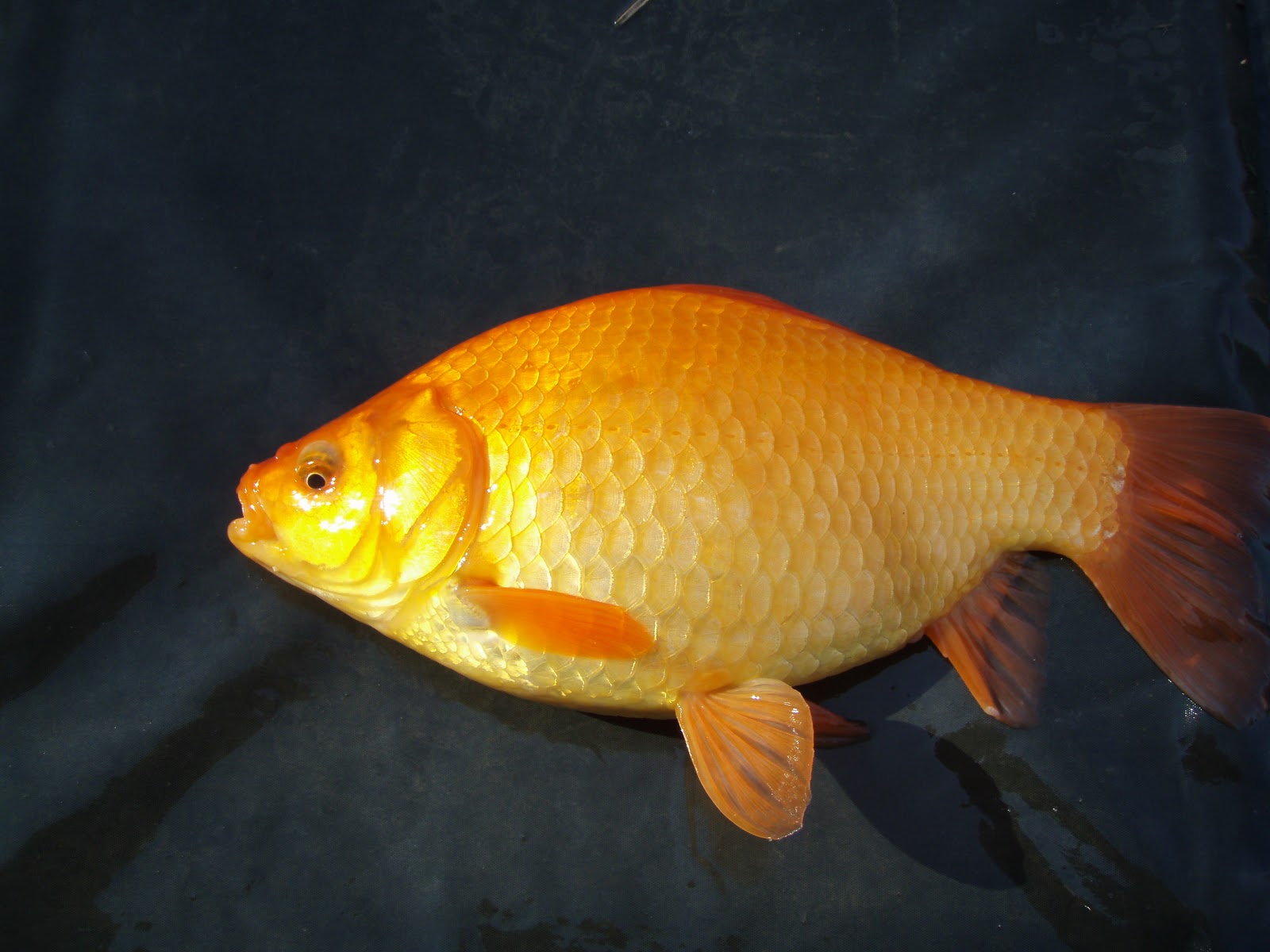 The Rivers Flow: Crucian Carp Fishing 2010