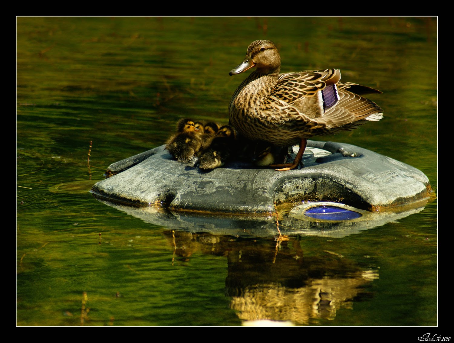 Rata cu pui..(Mother duck :)