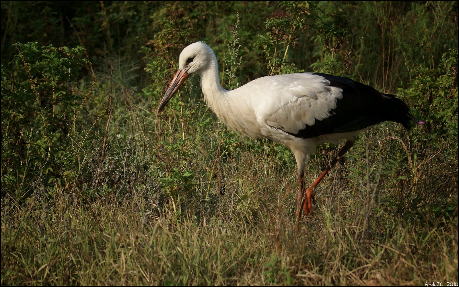 Barza albă.Cocostârcul.Ciconia ciconia.White Stork.Cigüeña blanca
