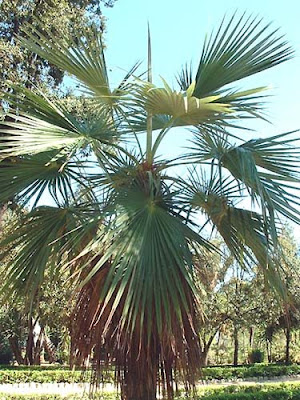 Palmeras resistentes al frío: Brahea nitida