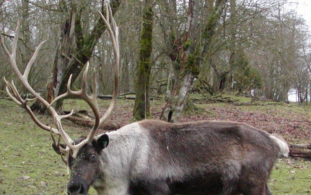 Tundra Biome: Animals