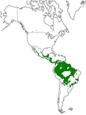El mundo de los Felinos: PANTERA ONCA