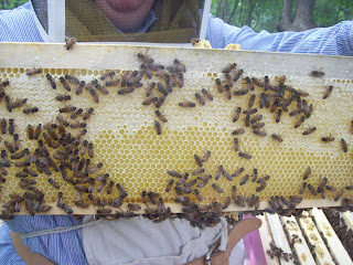 Bee-Magic Chronicles for Kids: Honey is Bee Barf