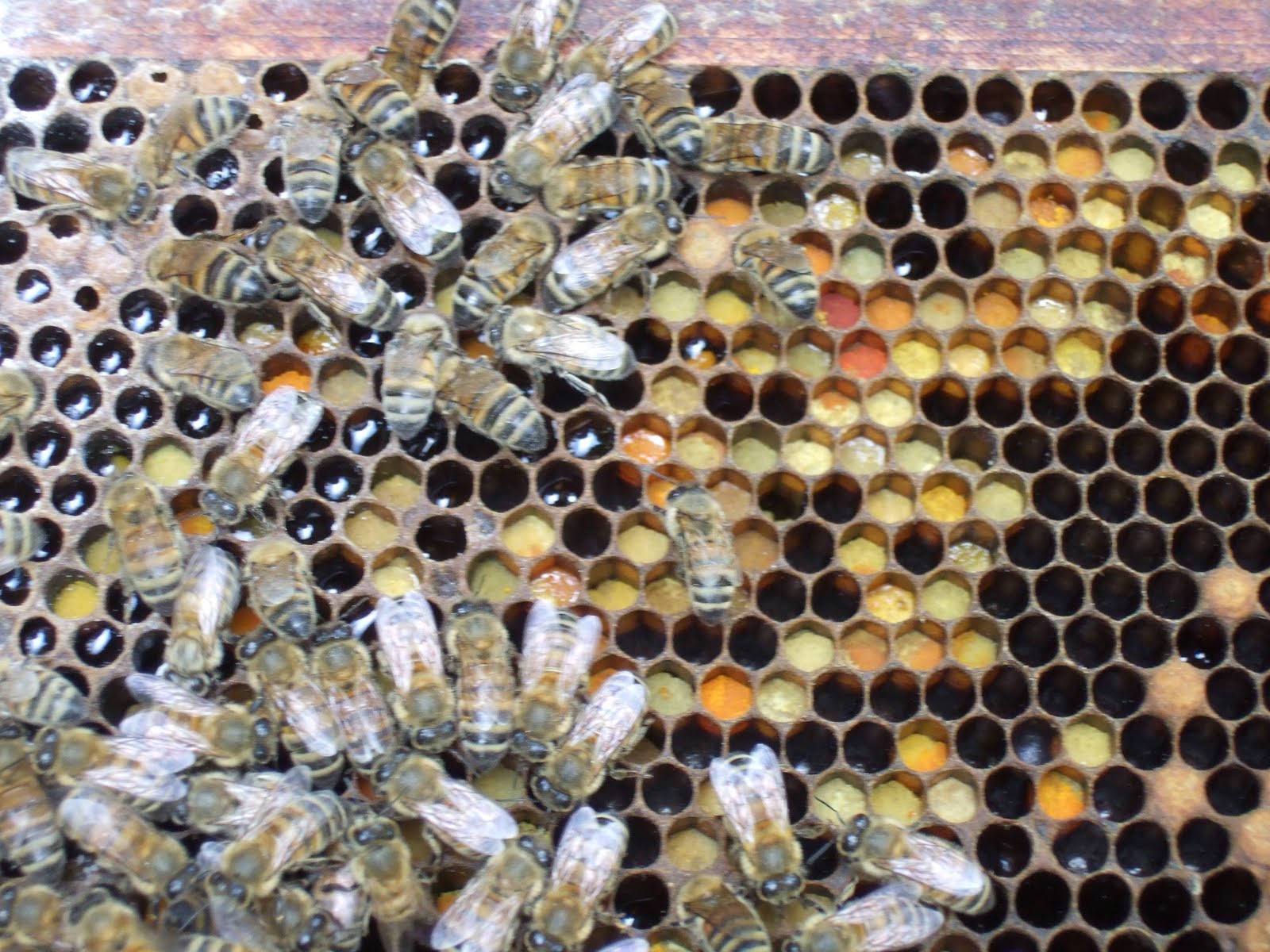 Bee-Magic Chronicles for Kids: Pollen Face, I Love You