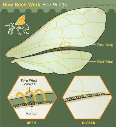 Bee-Magic Chronicles for Kids: Bees Have Teeth!