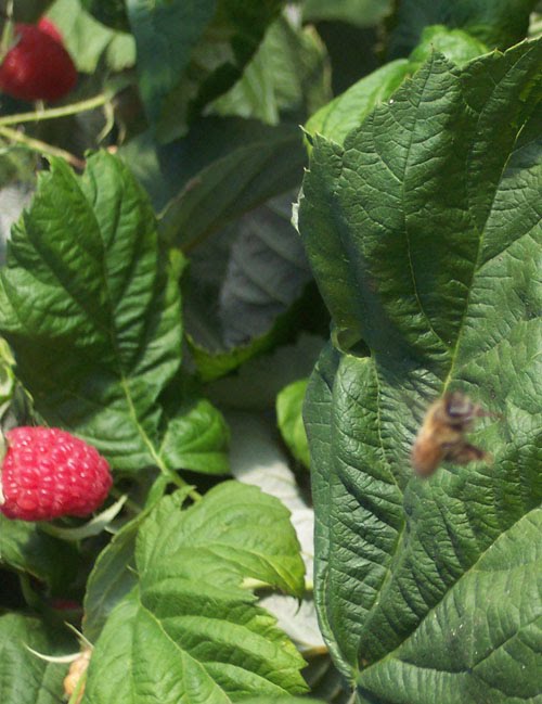 Bee-Magic Chronicles for Kids: A Flower's Secret: Candy for Bees