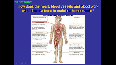 Kathy T Human Bio Blog Fall 156-084324: Compendium Review Unit Two ...