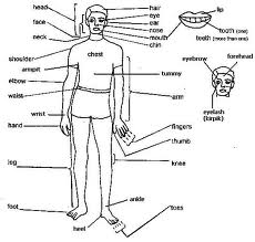 englishh time: body parts..jan 2